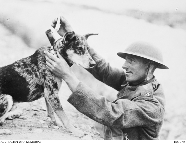 France. c. 1918. A British Army soldier removing a message from a ...