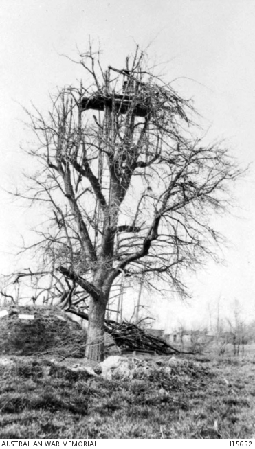 France. A tree which was cut down by the French Army and re-erected ...