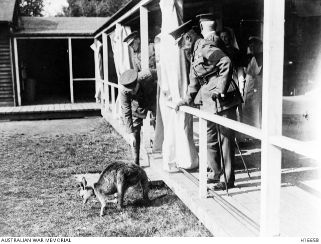Harefield, England. c. 1916. The Duke of Connaught looking at a mascot ...