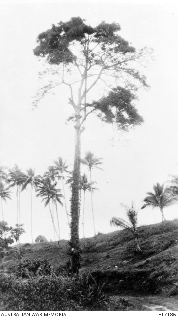 Toma, New Britain. c. 1914. A wireless telegraph mast installed on a ...