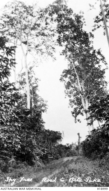 New Britain. A German made spy tree commanding the road to Bitapaka ...