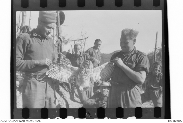 Korea. c. 1951. This Korean owl was "shot down" from his tree with a ...