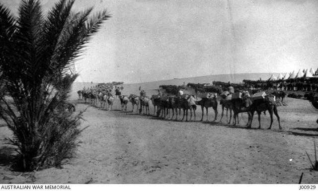 Convoy of loaded camels and some of the horse lines of the 2nd Light ...