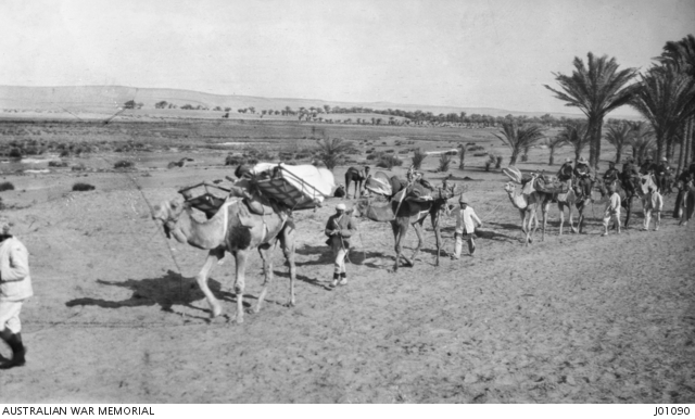 Moving the wounded from Rafa, via cacolet, camel transport . The ...