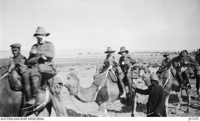 Australian wounded being brought in from the Battle of Rafa on camels ...