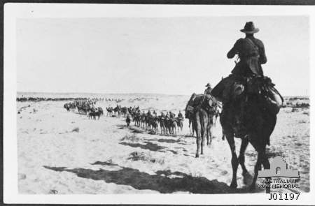 The Australian Light Horse Camel Corps on the move. | Australian War ...