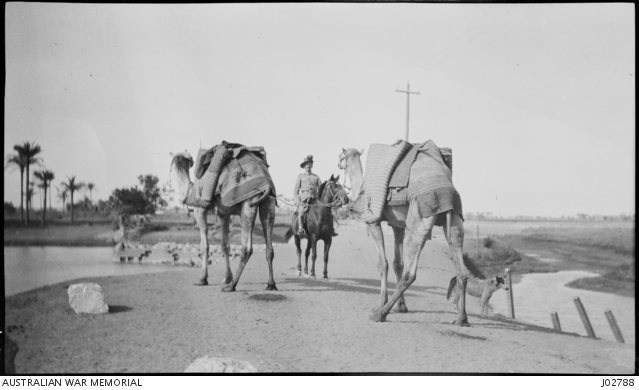 SGT. WILLIAMS, 3RD LIGHT HORSE BRIGADE, WITH TRANSPORT CAMELS BELONGING ...