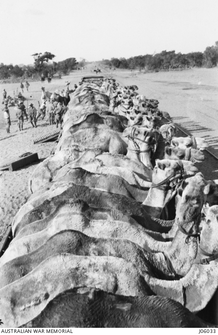 CAMELS OF THE 1ST BATTALION, IMPERIAL CAMEL CORPS, ENTRAINED AT DEIR EL ...