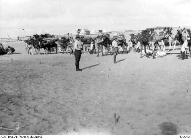 PORTION OF THE 1ST BATTALION, IMPERIAL CAMEL CORPS, WITH MAJOR A ...