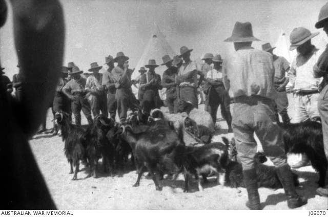 SOME OF THE SHEEP AND GOATS COLLECTED AT ROMANI, JUST BEFORE THE BATTLE ...