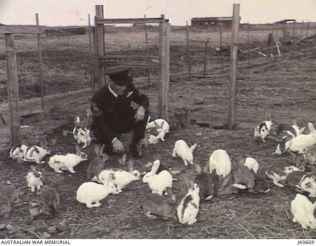 IWAKUNI, JAPAN. 1953. RABBITS ARE PROTECTED BY AT LEAST ONE AUSTRALIAN ...