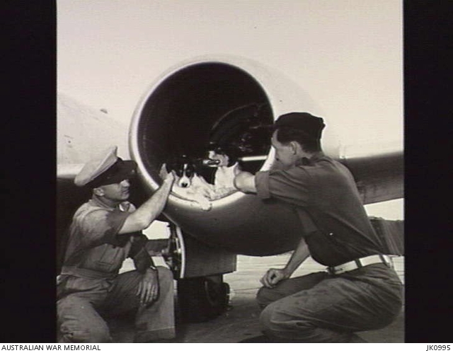 SOME NO 77 SQUADRON RAAF PET DOGS POSE FOR THE PHOTOGRAPHER IN THE ...