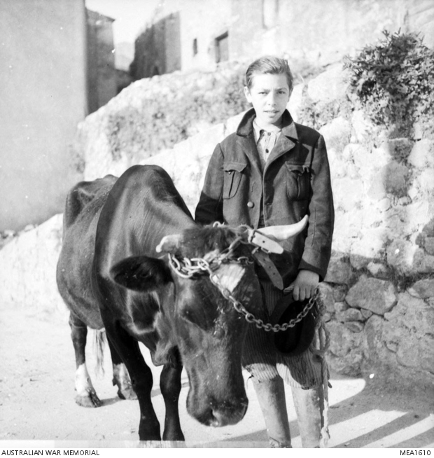 Corsica, France. May 1944. A Corsican boy leading a cow to the stall ...