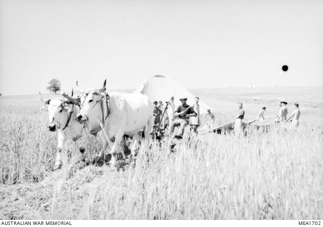 Italy. c. 1944. The Desert Harassers, No. 450 (Kittyhawk) Squadron RAAF ...