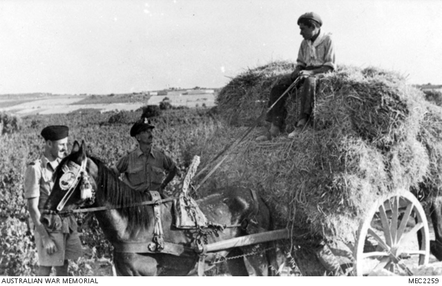 Pachino, Sicily, Italy. c. July 1943. A peasant farmer in Sicily ...