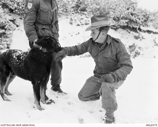 War dogs Australian soldiers in Korea. The men of the 1st Battalion ...