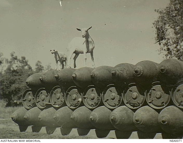 Townsville, Qld. A goat and its kid use these Australian made 1000 lb ...