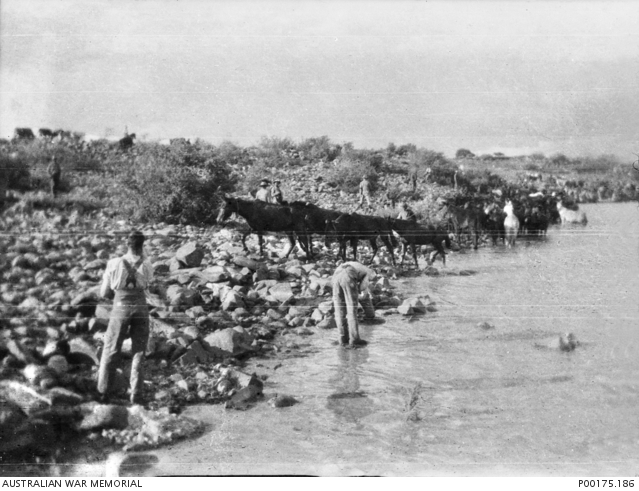 SOUTH AFRICA. C. 1900. HORSES BEING WATERED AT A RIVER WITH SOLDIERS ...