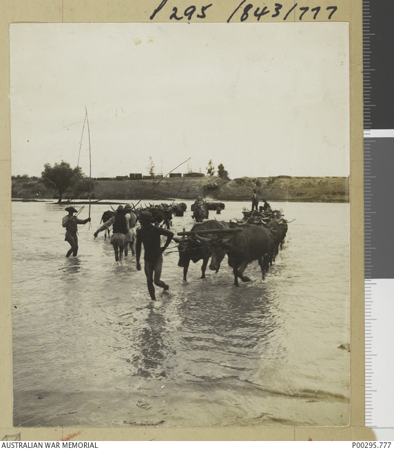 MODDER RIVER, SOUTH AFRICA, C 1900. OX TEAMS FORDING THE RIVER AFTER ...