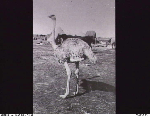 BELMONT, SOUTH AFRICA, C 1900. AN OSTRICH IN THE QUEENSLAND MOUNTED ...