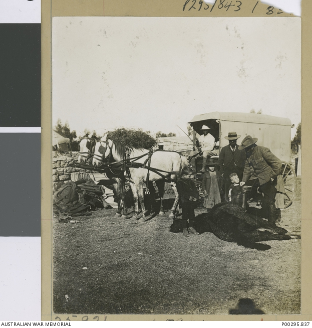 SOUTH AFRICA, C 1900. LOCATION UNKNOWN. MEN LOOKING AT A DEAD HORSE ...