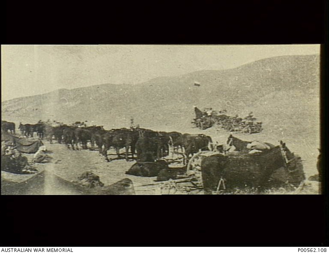 Samarrah (Samarra), Mesopotamia. 1917-11. Horse lines of a camp of the ...