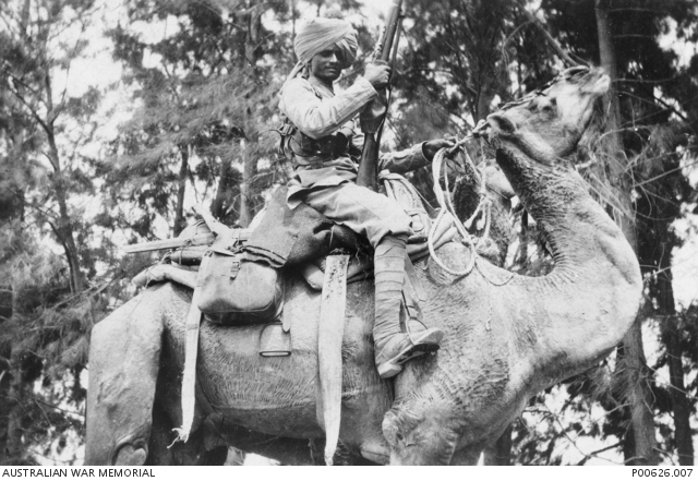 SINAI, PALESTINE, C. 1915. INDIAN CAMELEER, WITH FULL EQUIPMENT, ON ...