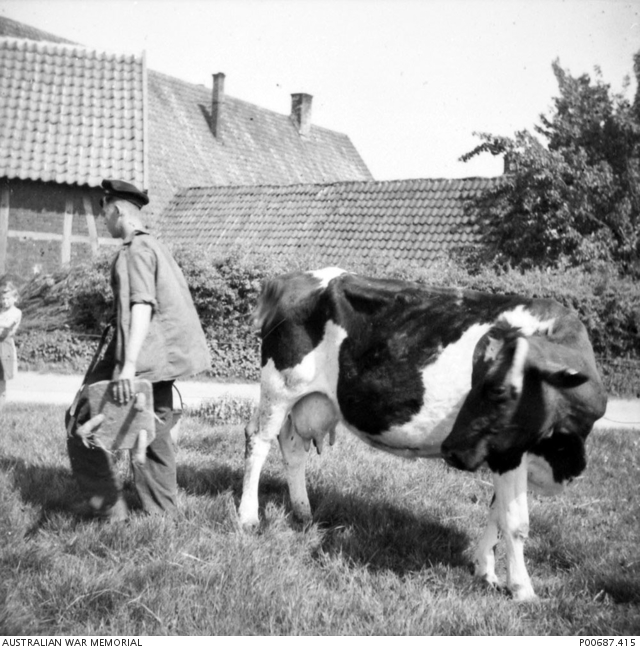 GERMANY, 1945-05. RUSSIAN BOY MILKING COW (126.7). (PHOTOGRAPHER: C ...