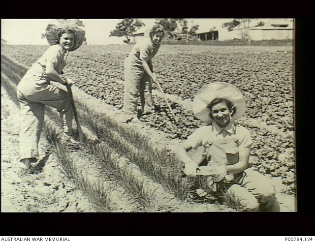 c. 1944. Three members of the Australian Women's Land Army use a spade ...