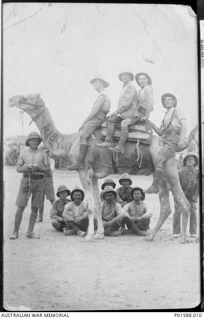 PALESTINE? C.1918. MEMBERS OF THE IMPERIAL CAMEL CORPS WITH ONE OF ...
