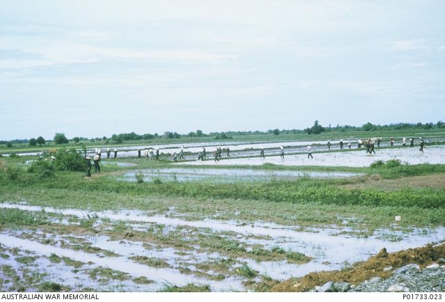 VIETNAM. 1968. VIETNAMESE WORKING IN RICE FIELDS. OBSERVATIONS WERE ...