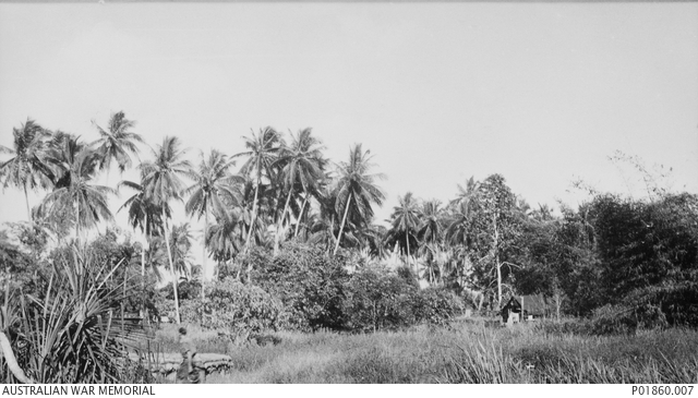 Merauke, Dutch New Guinea, 1943. Typical terrain with palm trees and ...