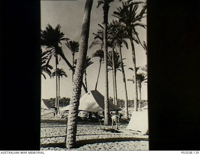 El Arish, Egypt. 1941-09-17. Tents of 2/2nd Battalion amongst date palm ...