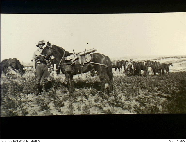 An unidentified Australian member of, probably, a Light Horse Machine ...