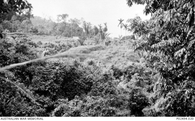 Ranau, North Borneo. October 1950. Dense jungle and palms have been ...