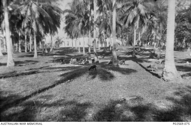 Goats grazing amongst palm trees. This negative features an image of 1 ...