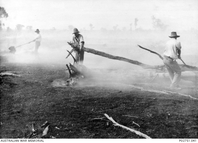Three men lifting dead trees into piles to be burnt. Several large ...