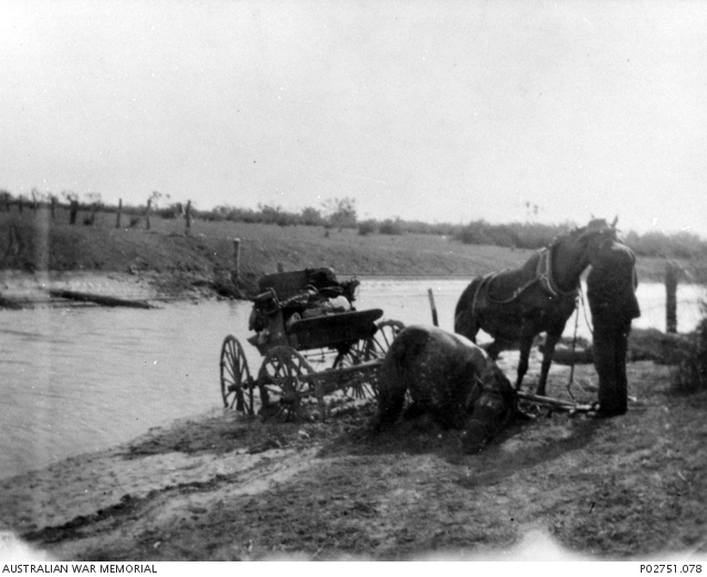 NSW. c. 1908. A four wheeled buggy drawn by two horses has become ...