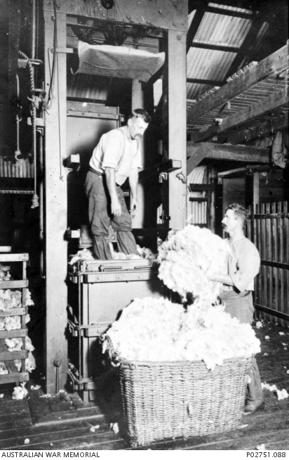 NSW. c. 1908. Two shearers filling a wool press to make wool bales. One ...