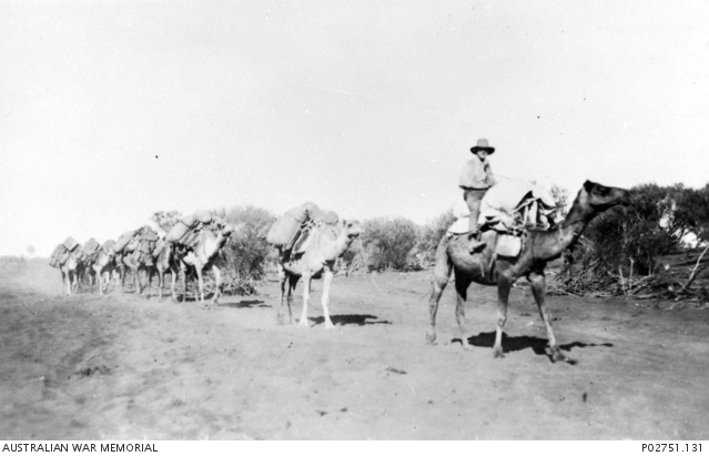 A loaded camel train being lead by a man on camel back across a flat ...