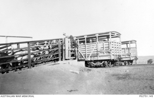 A herd of cattle being loaded onto railway carriages for transportation ...