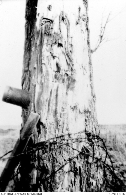 A dud German shell embedded in the trunk of a tree near Messines Road ...