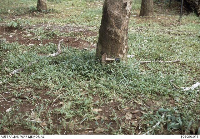 A trip wire that has been fitted to the base of a rubber tree and ...
