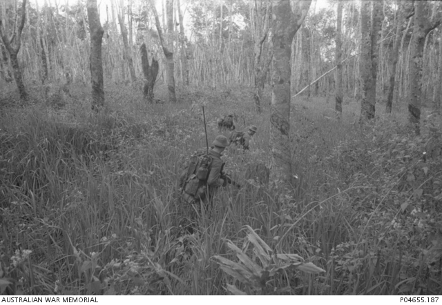 Members of 1 Platoon, A Company, 8RAR, move through chest-high grass ...