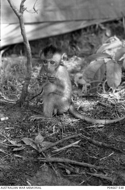 A Digger and his mates. | Australian War Memorial