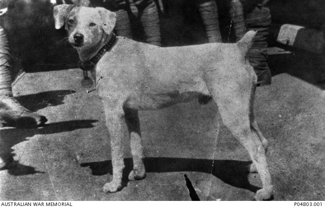 Portrait of mascot dog 'Gunner', who joined B Company, 14th Battalion ...