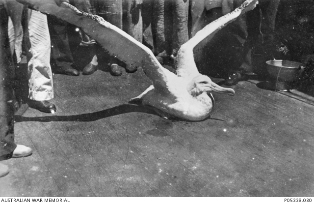 An albatross aboard the German armed merchant raider, SMS Wolf, being ...