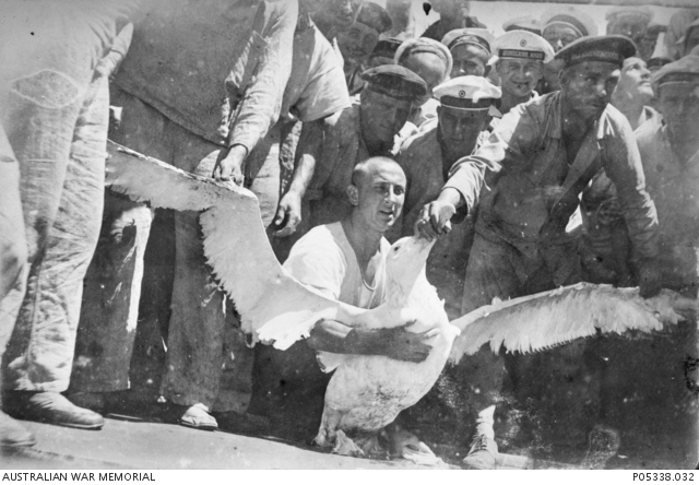 An albatross aboard the German armed merchant raider, SMS Wolf, being ...