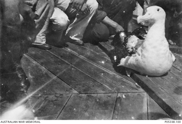 An albatross on the deck of the German armed merchant raider, SMS Wolf ...