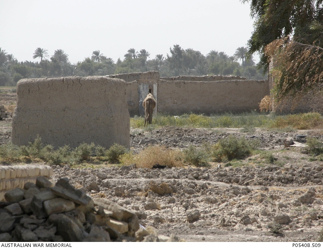 An undernourished camel standing near mud huts in the village of Al ...